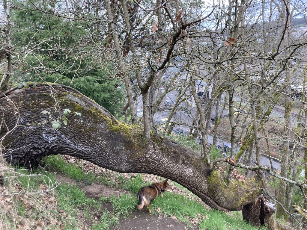 Oregon oak from N Willamette Blvd, Portland, OR, US on March 19, 2022 ...