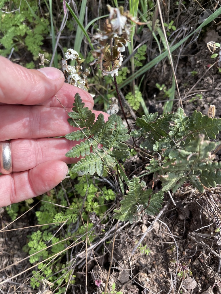 San Diego Silverback Fern from Lyons Valley Rd, Jamul, CA, US on March ...