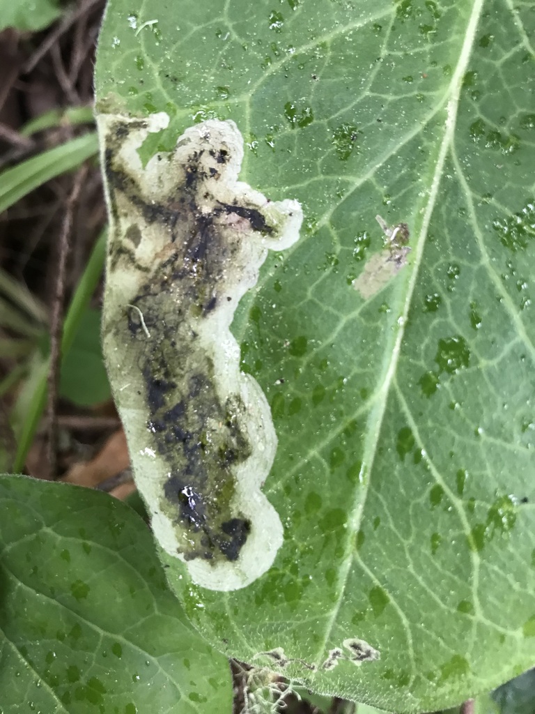 Agromyza from Marin County, CA, USA on March 19, 2022 at 02:44 PM by ...