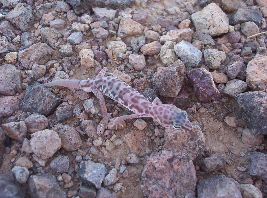 Western Banded Gecko from Palm Canyon Rd, Yuma, AZ 85365, USA on ...