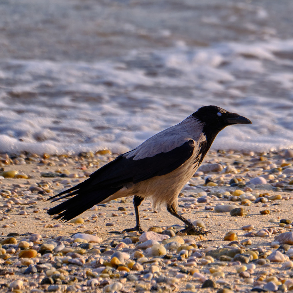 Hooded Crow from Baška, Croatia on March 19, 2022 at 04:53 PM by Dean ...