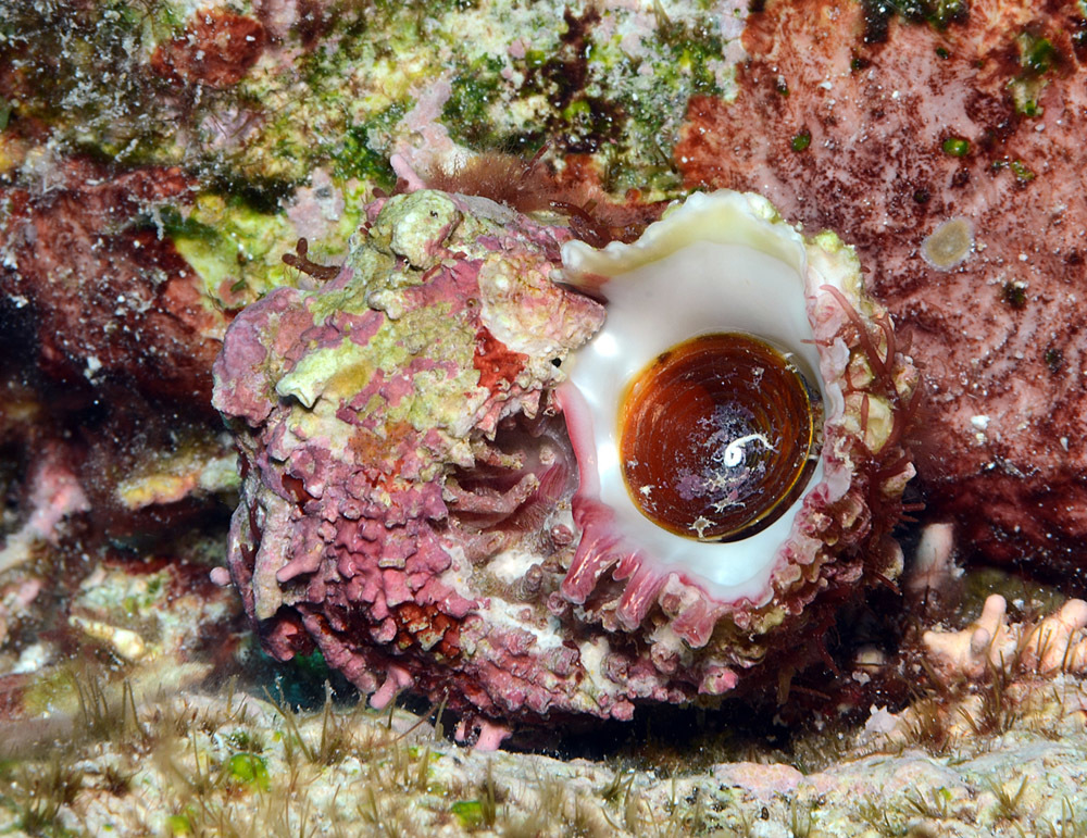 Angaria exasperata (Dillwyn, 1817)