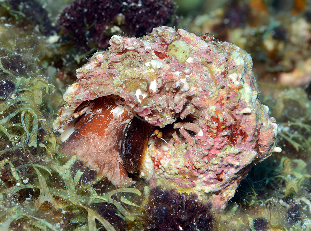 Angaria exasperata (Dillwyn, 1817)