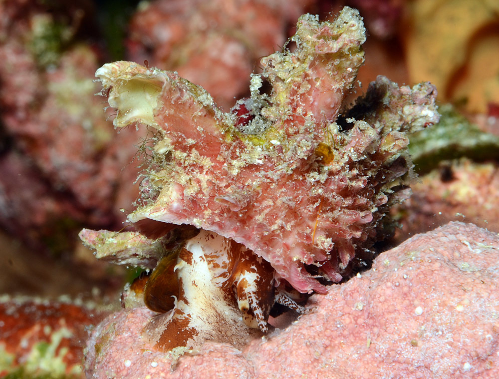 Angaria exasperata (Dillwyn, 1817)