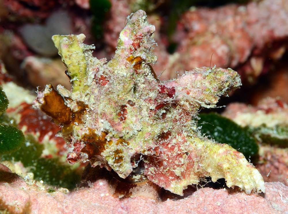 Angaria exasperata (Dillwyn, 1817)