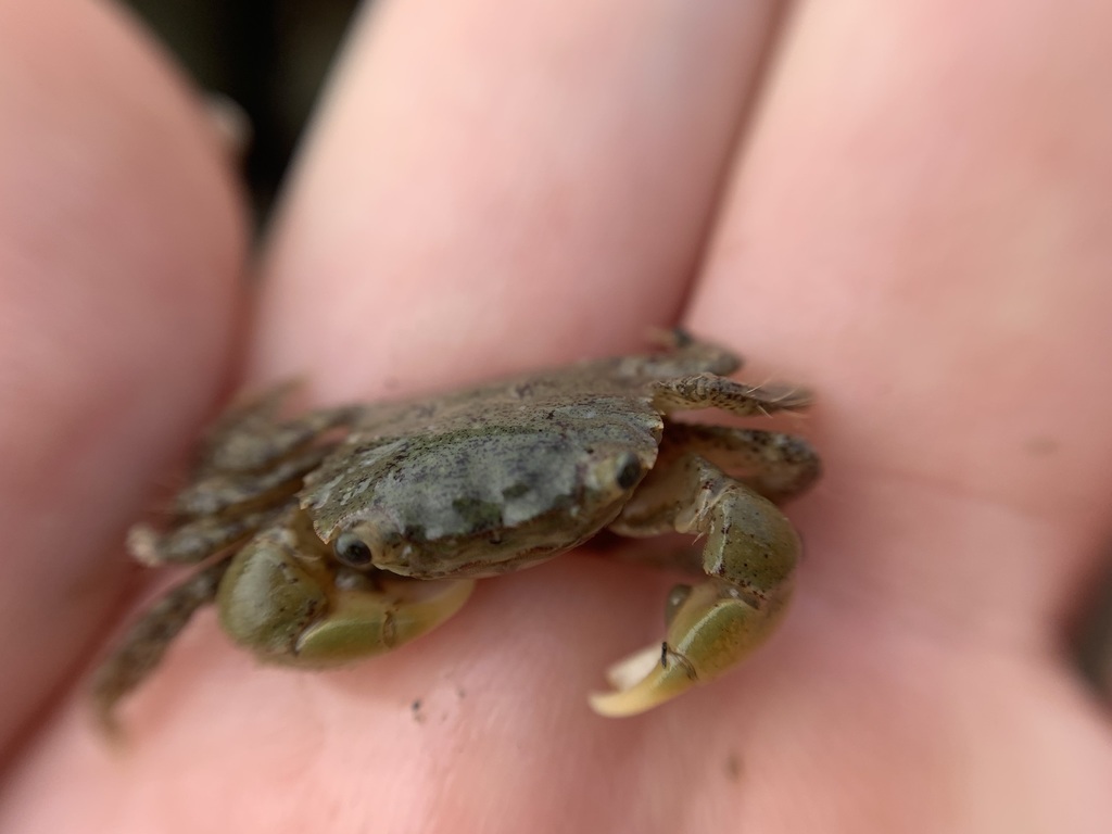 Yellow Shore Crab from Burlingame, CA, USA on March 19, 2022 at 10:05 ...