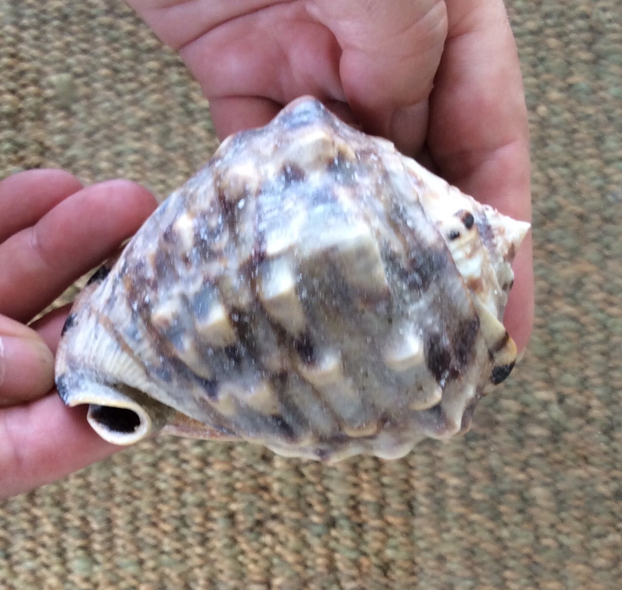 Cassis flammea (Linnaeus, 1758)