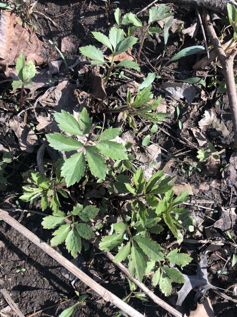 Virginia waterleaf from Rutledge - Wilson Farm Park, Springfield, MO ...