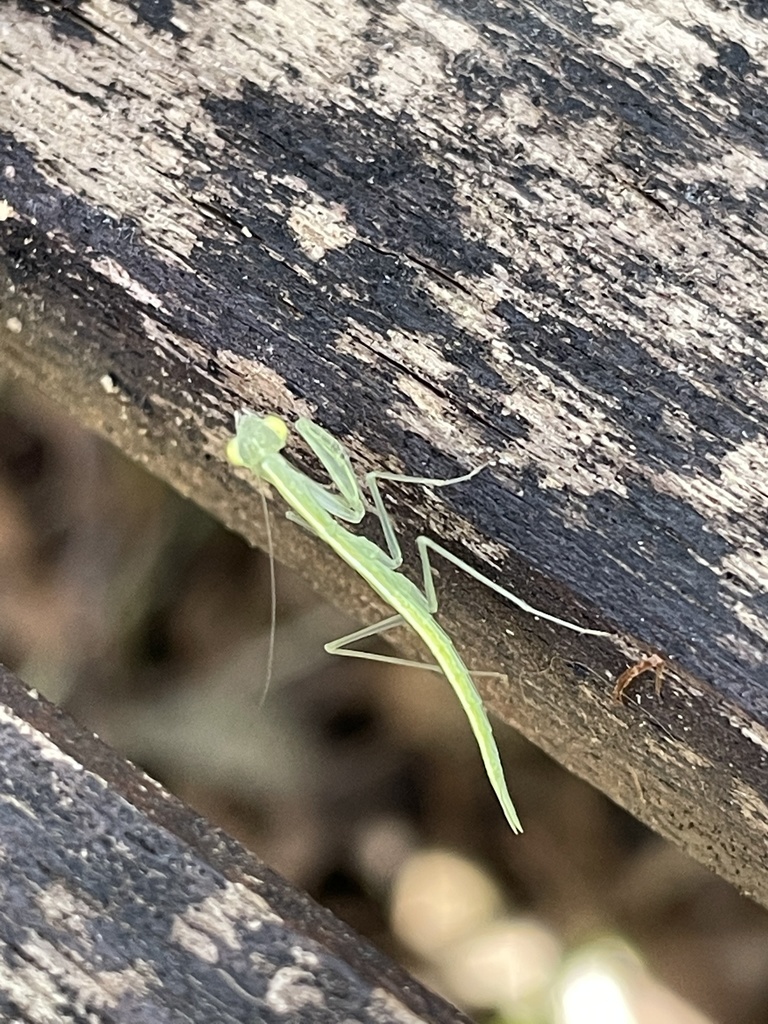 Snake Mantis in March 2022 by Luke Quinane · iNaturalist