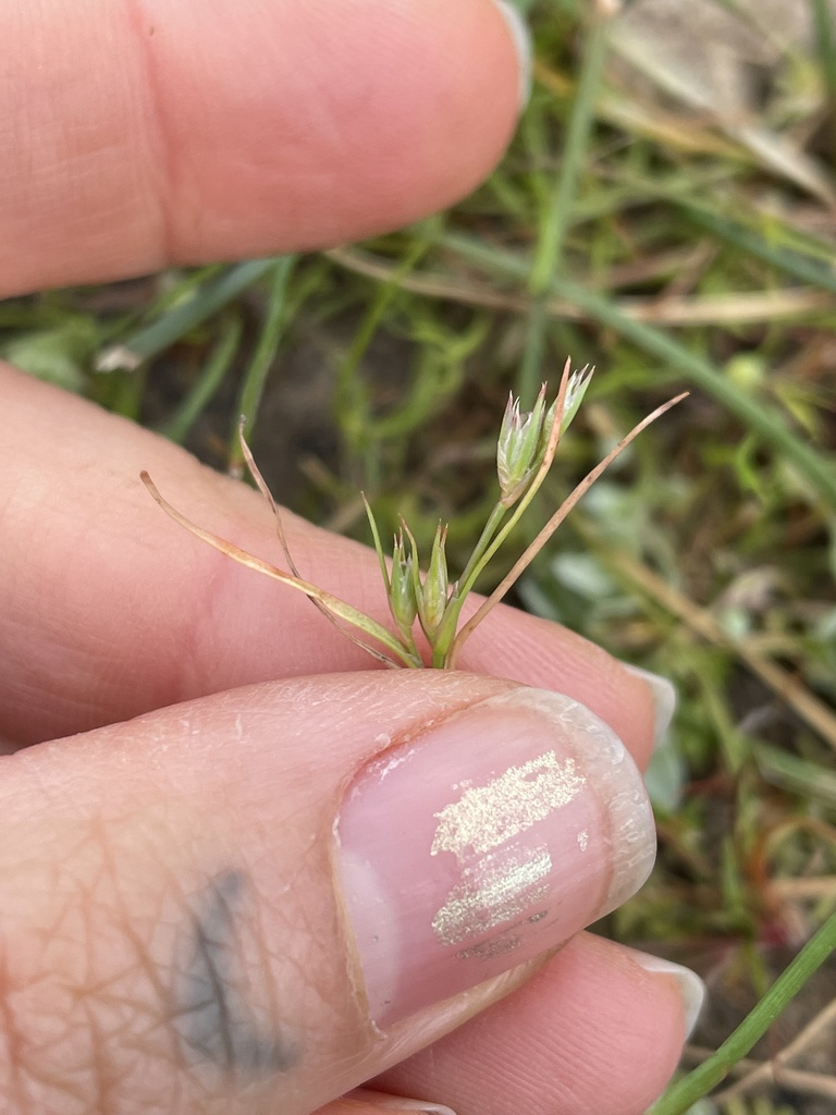 Toad rush from Dixon, CA, US on March 19, 2022 at 02:06 PM by Raphaela ...
