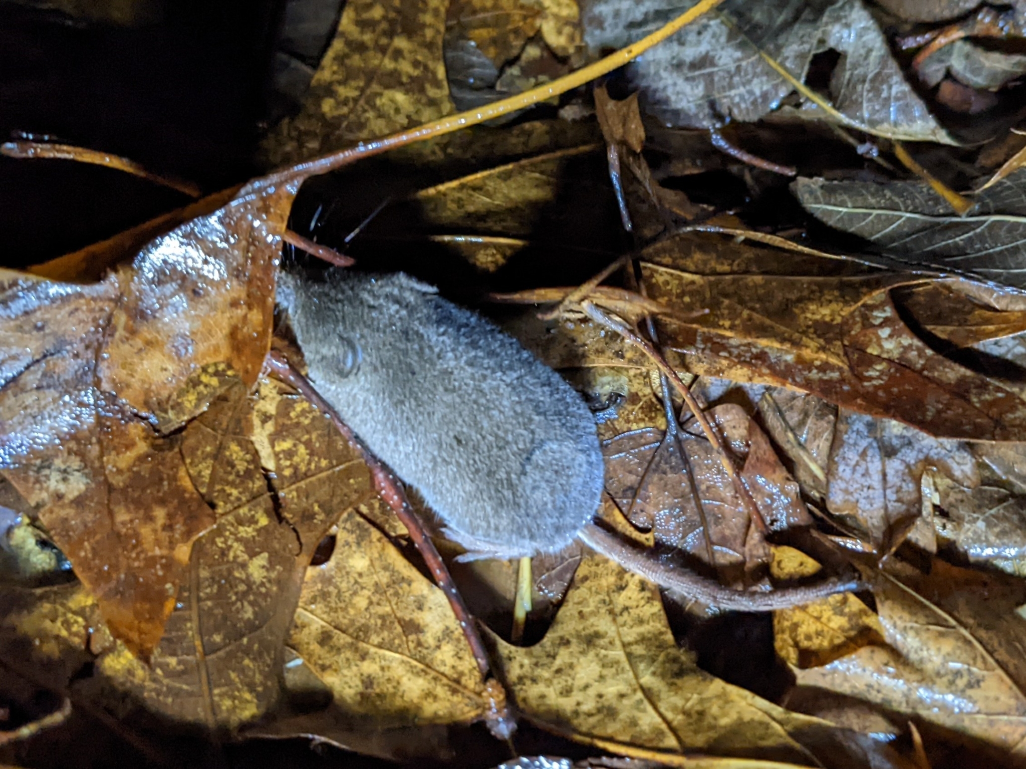 Sorex fumeus G.M.Miller, 1895