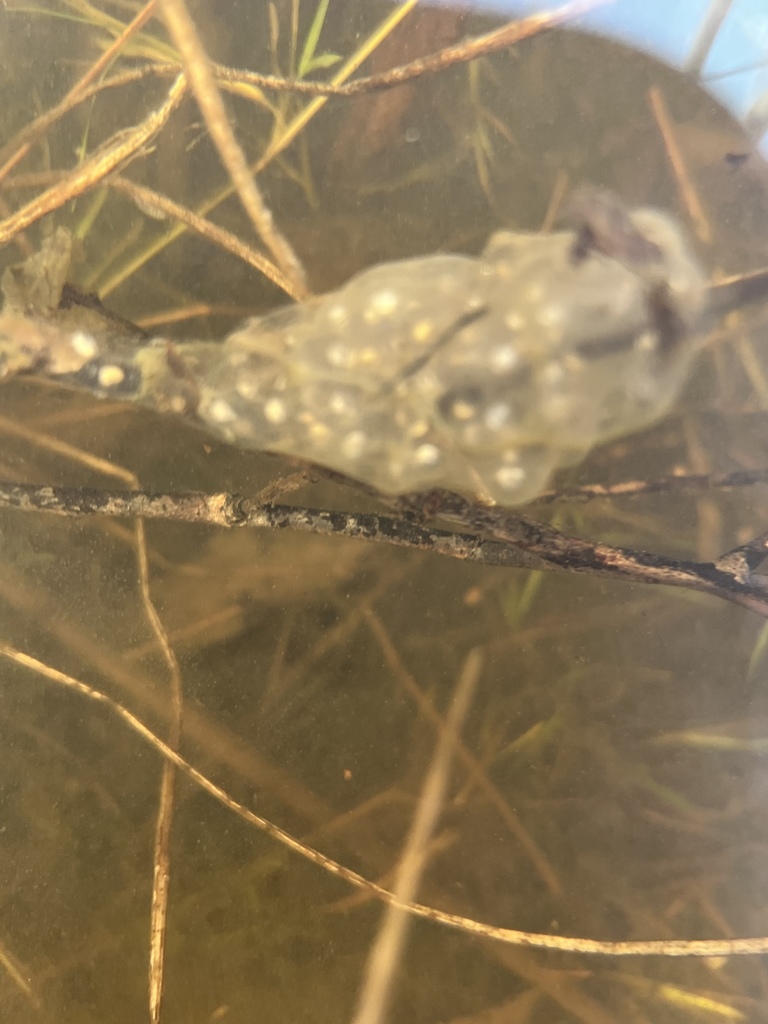 Northern Pacific Tree Frog from Magnuson Frog Ponds on March 12, 2022 ...
