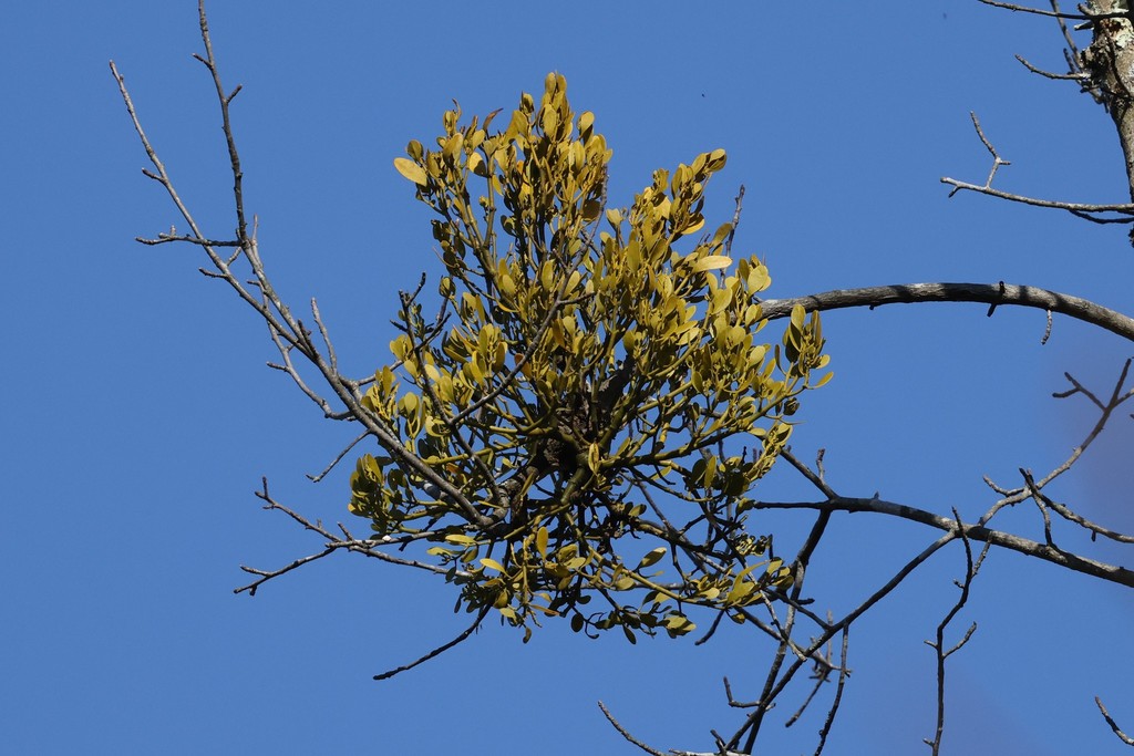 American Mistletoe from Clayton, NJ, USA on March 15, 2022 at 04:20 PM ...