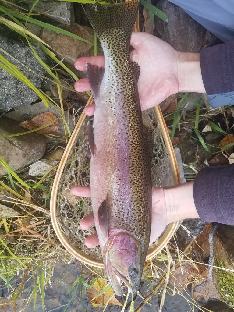 Westslope Cutbow (Oncorhynchus mykiss × lewisi) - Marine Life ...