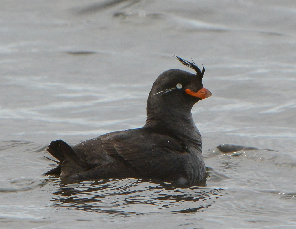 Crested Auklet from Saint Paul Island, St Paul, AK 99660, USA on May 24 ...