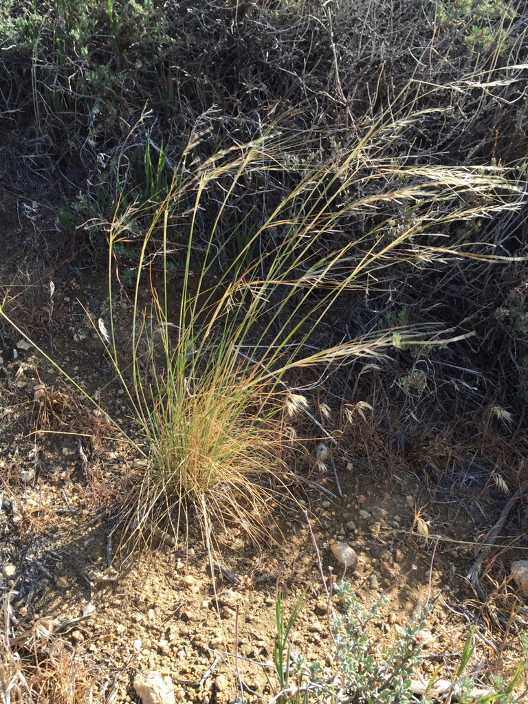 Stipa Cernua (El Dorado) · iNaturalist