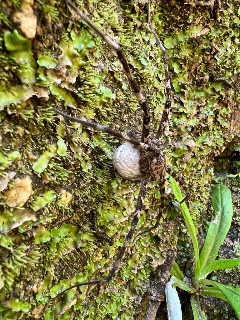 Megadolomedes from County Boundary Rd, Yowrie, NSW, AU on January 1 ...