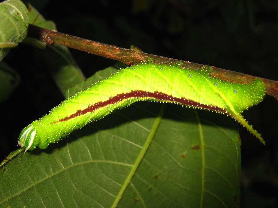 Parum colligata from 대한민국 충청남도 예산군 덕산면 on August 28, 2013 by onidiras ...