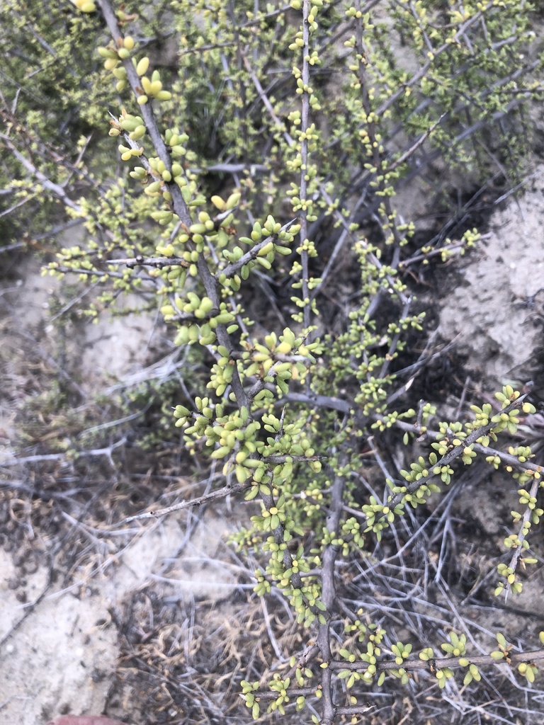 California boxthorn from San Clemente, CA, US on March 19, 2022 at 06: ...