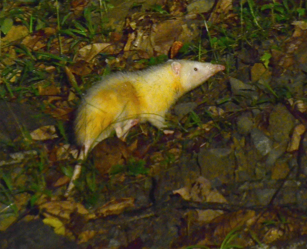 Moonrat (Echinosorex gymnurus) - Know Your Mammals