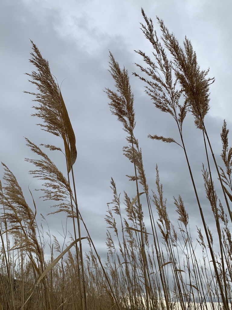 American common reed from Columbia River, Mesa, WA, US on March 19 ...