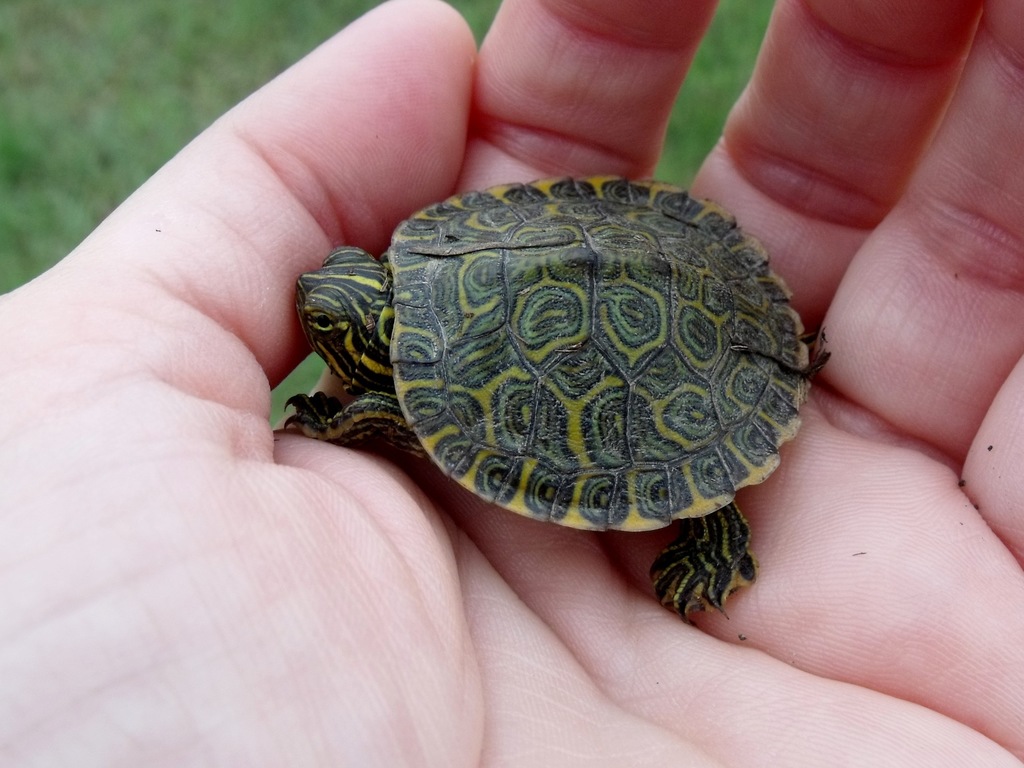 River Cooter (Pseudemys concinna) - Marine Life Identification