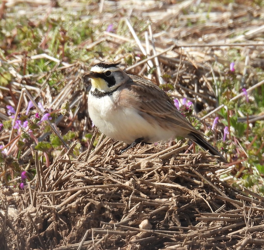 Horned Lark from Co. Rd. 188, Lauderdale County, AL, USA on March 19 ...