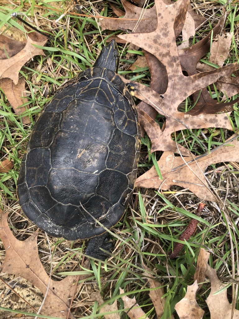 Florida Chicken Turtle in March 2021 by m_cs_officinalis · iNaturalist