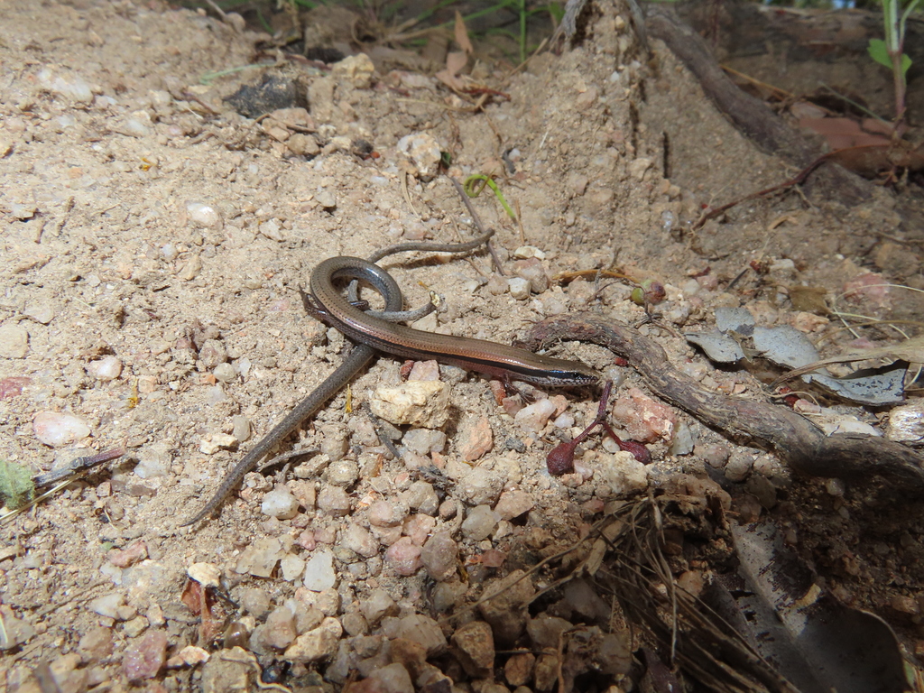 Slender Mulch-skink from Watsonville QLD 4887, Australia on March 29 ...