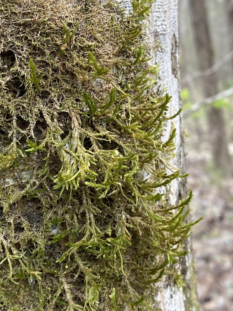 fan moss from Off of Co. Rd. 47, Bullock County, AL, USA on March 15 ...