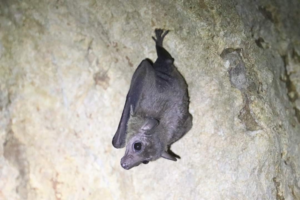 Lesser Dawn Bat from ชุมพร on March 12, 2022 by Niran Anurakpongsathorn ...