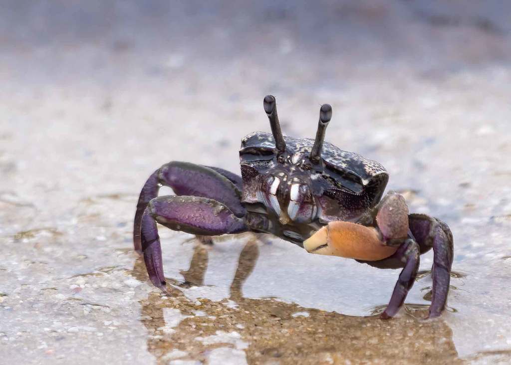 Semaphore Crab from Bermagui NSW 2546, Australia on March 07, 2022 at ...
