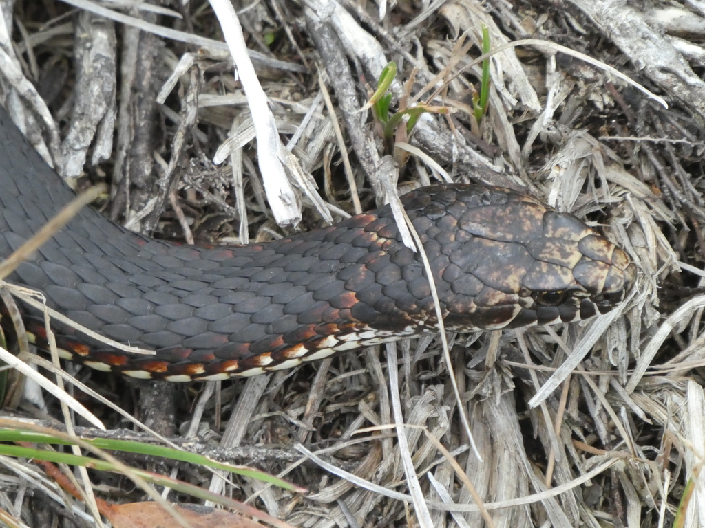 Highlands Copperhead from Heathy Spur Track, Falls Creek VIC 3699 ...