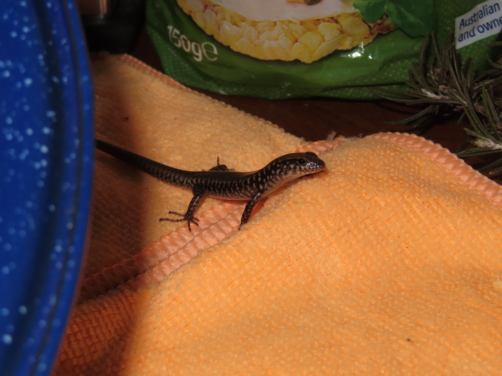 Northern Barsided Skink from Watsonville QLD 4887, Australia on ...