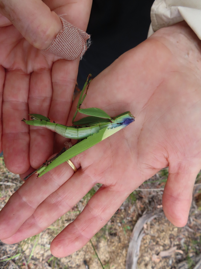 Tropidoderus prasina from Watsonville QLD 4887, Australia on March 6 ...