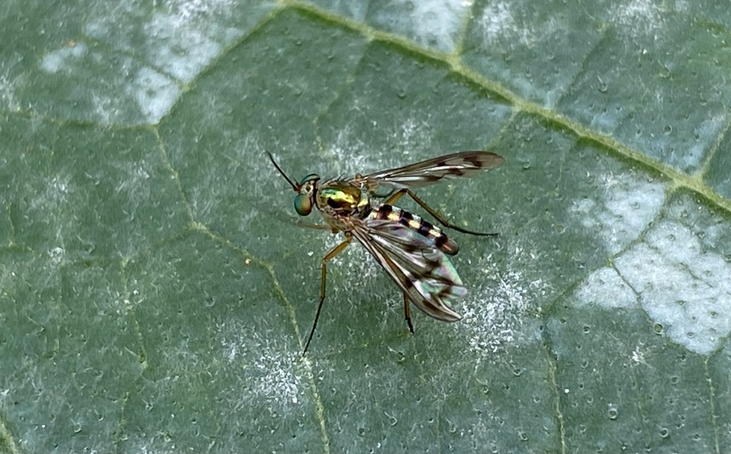 Austrosciapus in March 2022 by Sue Tardif · iNaturalist