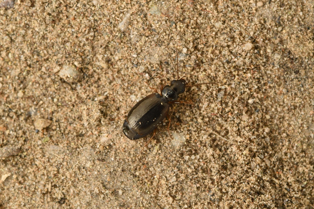 Syntomus pallipes from Xiangshan Haidian Beijing China on November 15 ...