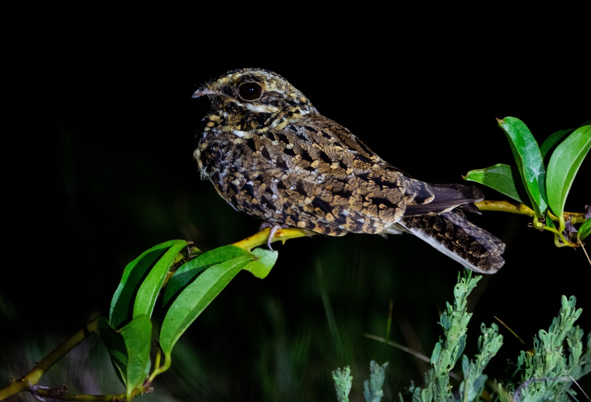 Caprimulgus natalensis A.Smith, 1845