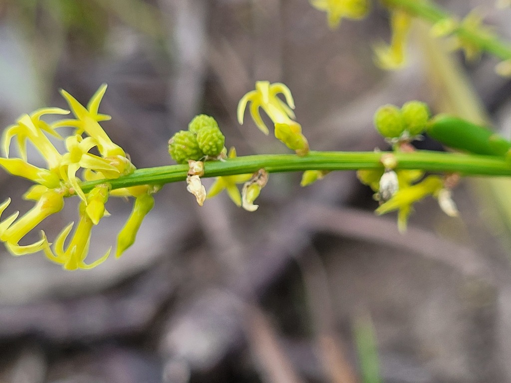 Yellow Stackhousia (Stackhousia viminea) - Botanical Realm