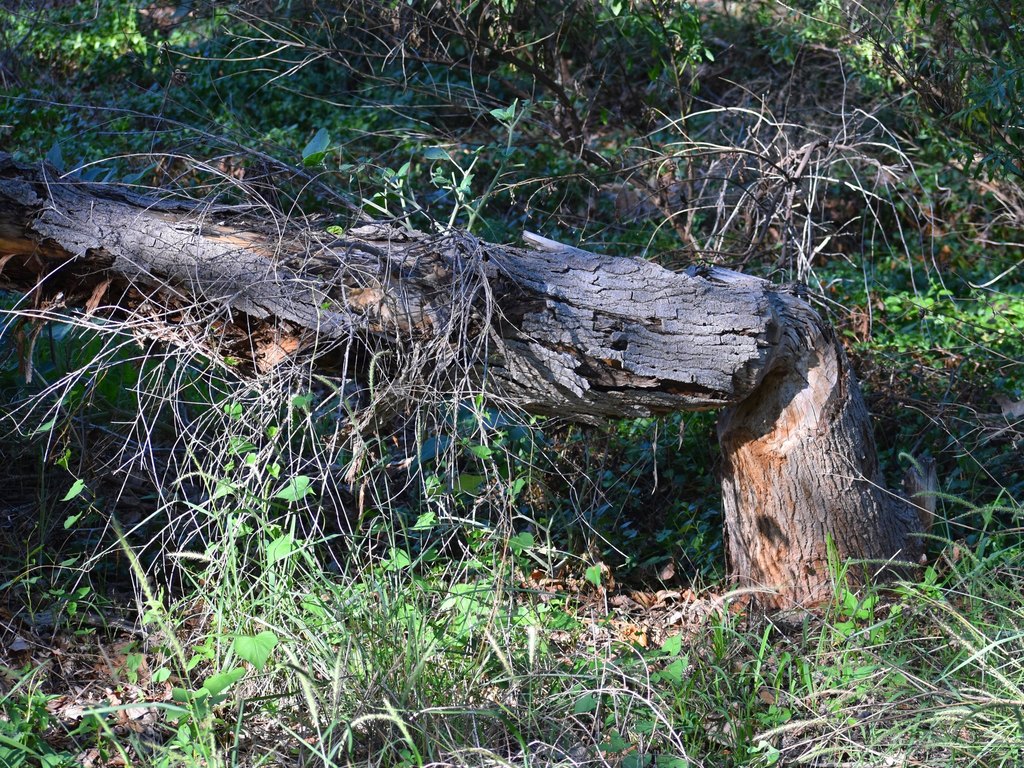 American Beaver from Page Springs, AZ, USA on August 5, 2018 at 04:58 ...