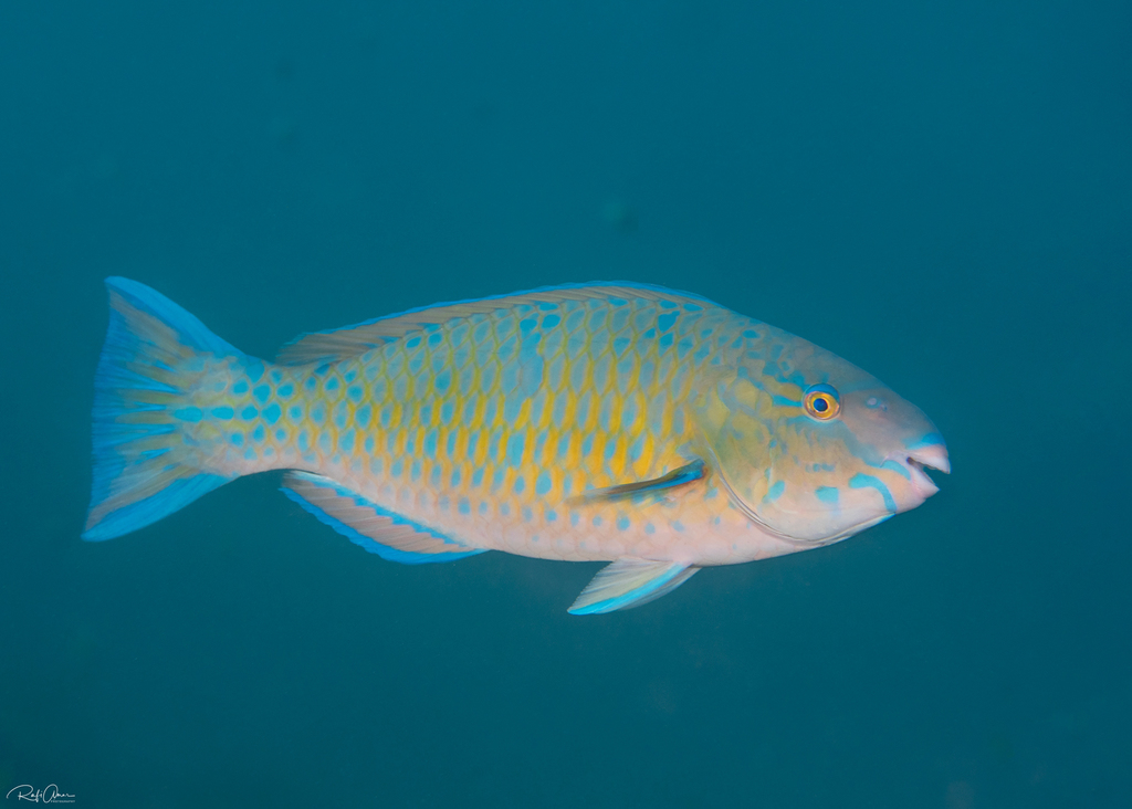 Bluebarred Parrotfish (RoH Dead CoTS Predators) · iNaturalist