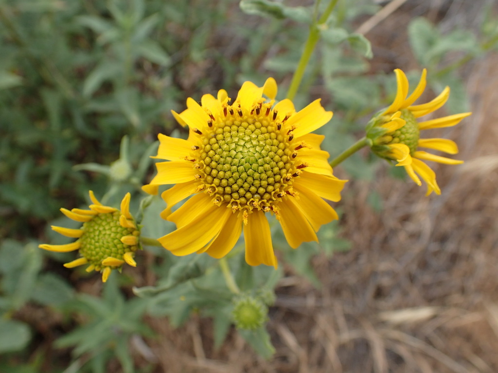 cowpen daisy from Santa Susana Pass State Historic Park, Los Angeles ...