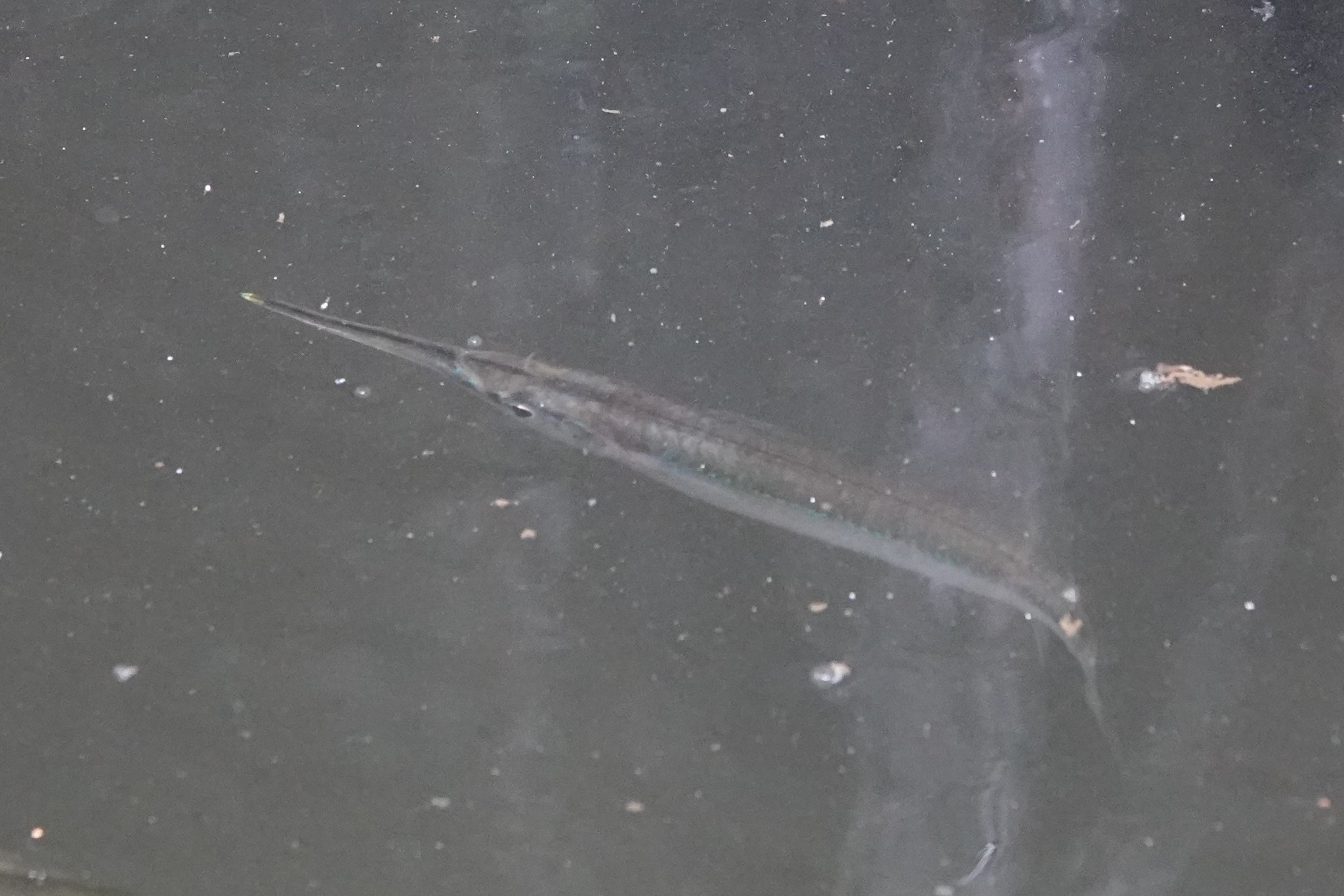 Zenarchopterus buffonis (Valenciennes, 1847)