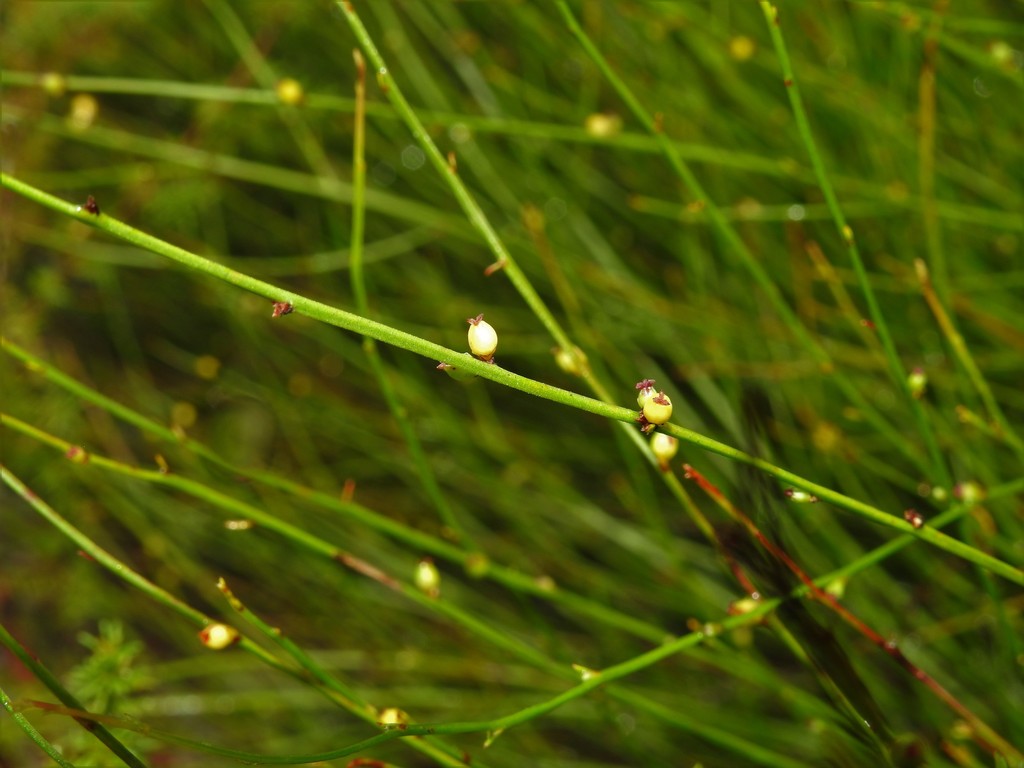 Broom Spurge from Takura QLD 4655, Australia on March 20, 2022 at 09:32 ...