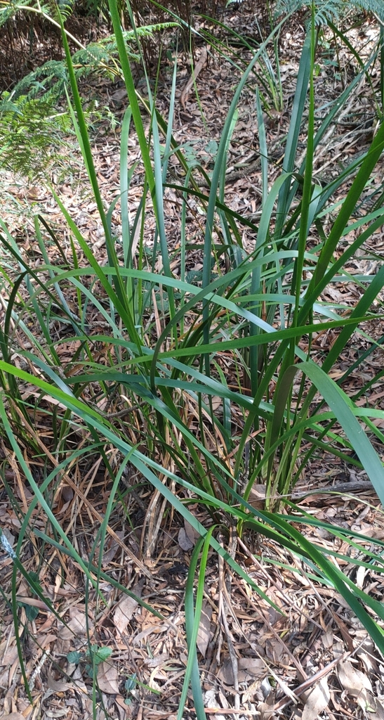 tall sword-sedge from Main Ridge VIC 3928, Australia on March 20, 2022 ...