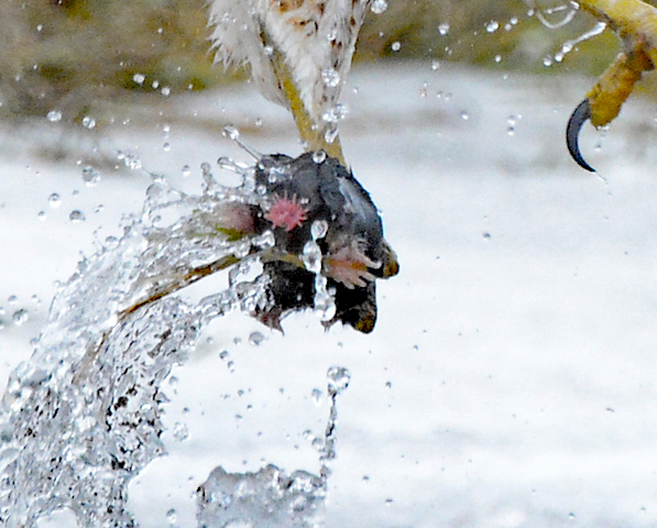 Moles and Desmans (Talpidae) - Know Your Mammals