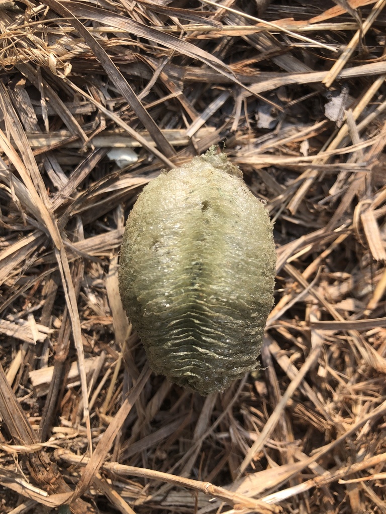 Deiphobe from Xishan, Kunming, Yunnan, CN on March 20, 2022 at 05:10 PM ...