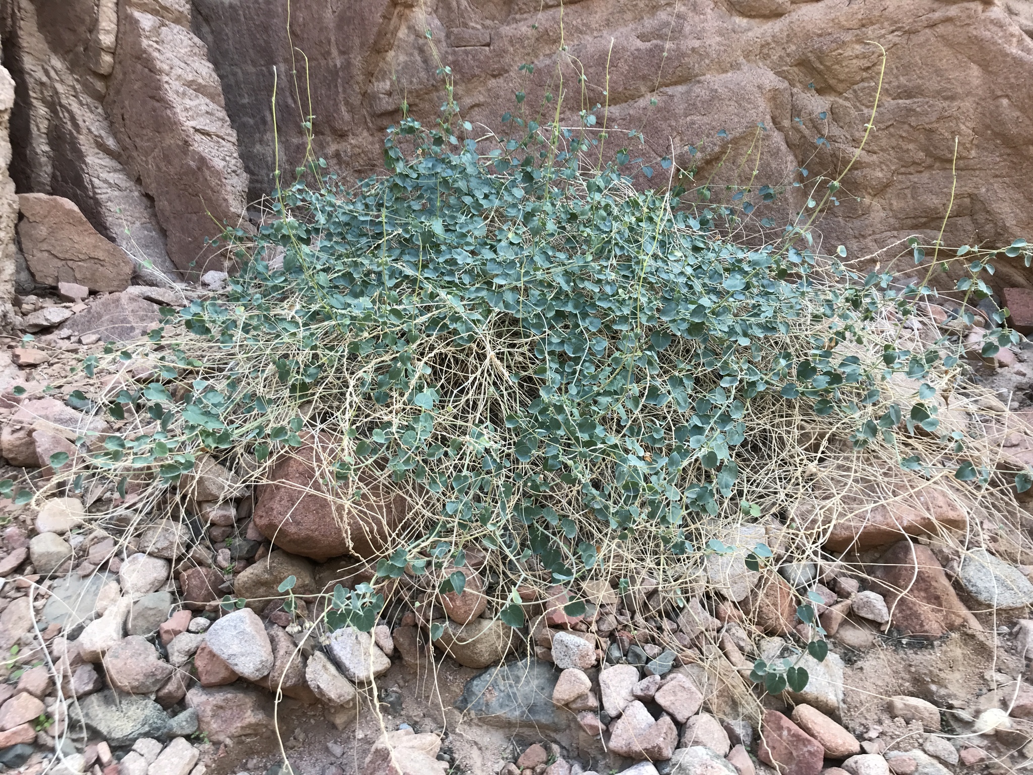 Pergularia tomentosa L.