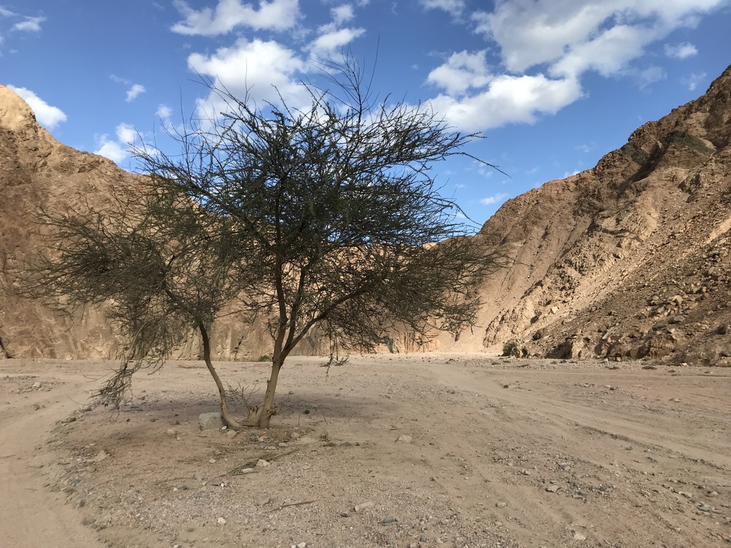 Vachellia tortilis raddiana from Dahab, South Sinai Governorate, Египет ...
