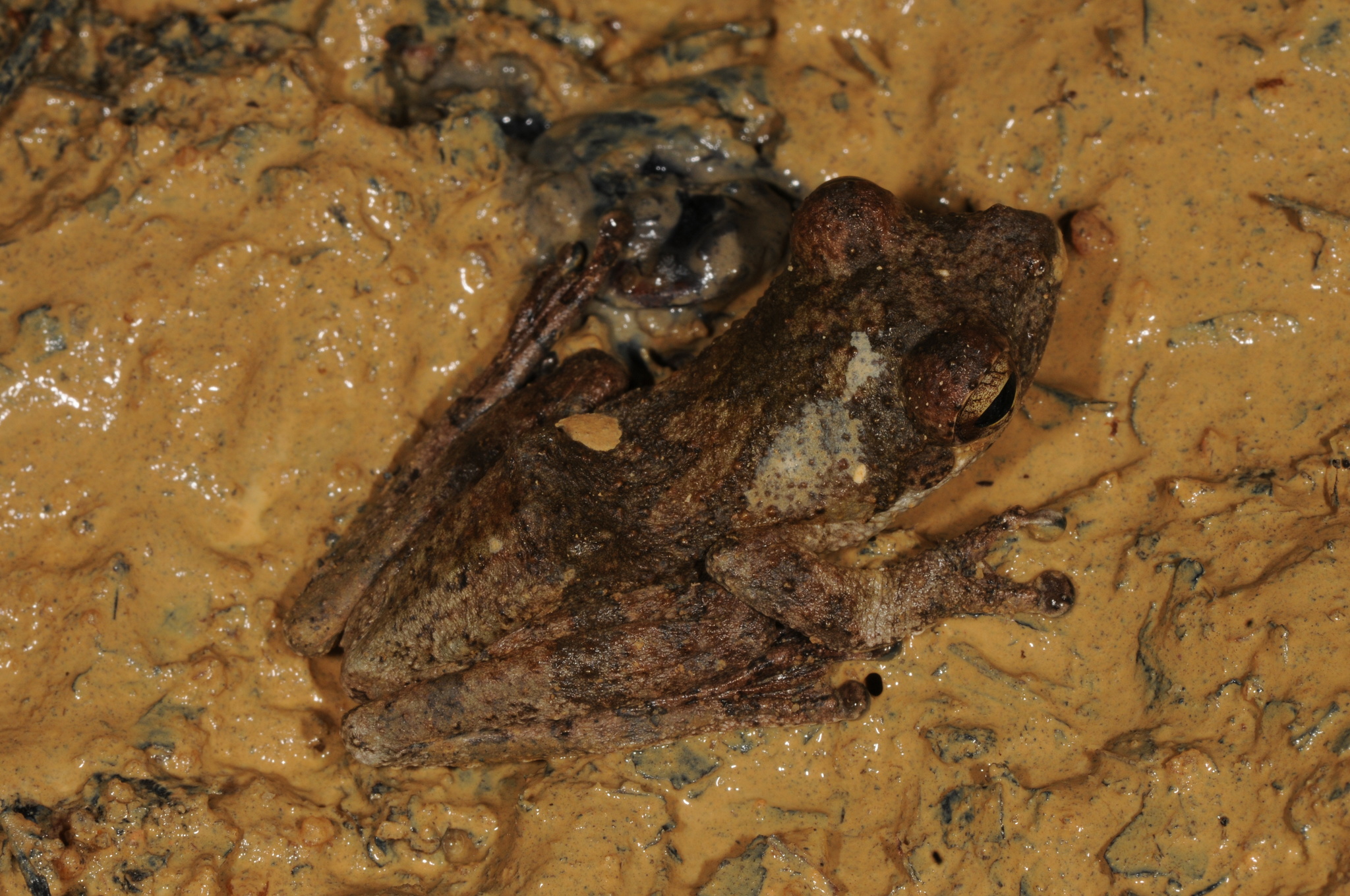 Chiromantis rufescens (Günther, 1869)